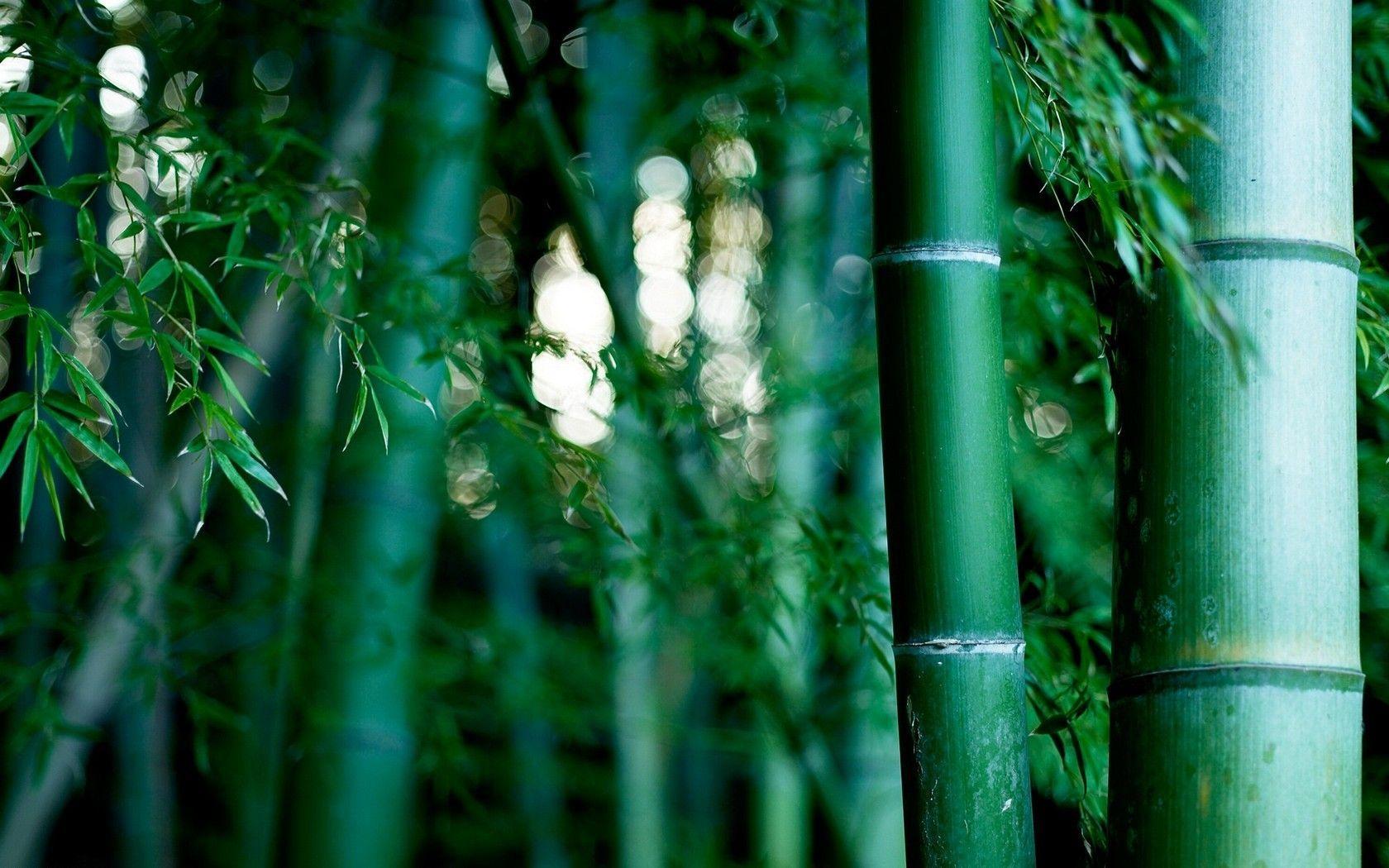 Bamboo 4K Wallpapers - Top Free Bamboo 4K Backgrounds - WallpaperAccess