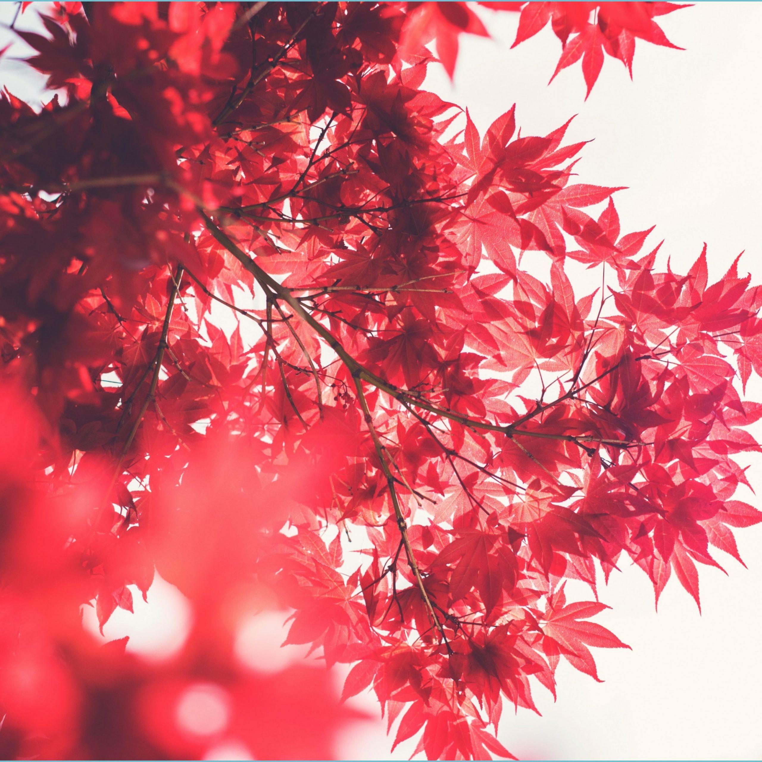 Japan Red Wallpapers - Top Free Japan Red Backgrounds - WallpaperAccess