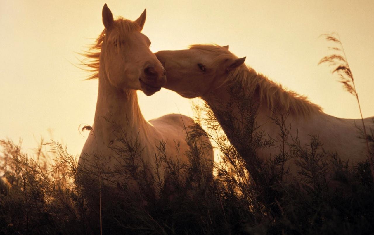 Horse Love Wallpapers - Top Free Horse Love Backgrounds - WallpaperAccess