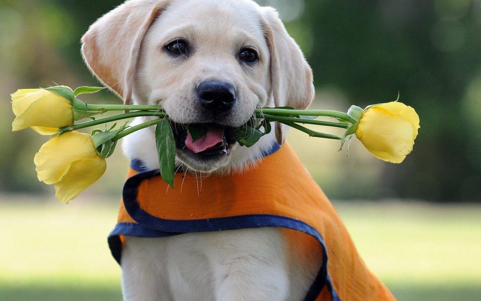 Dog Love Wallpapers - Top Free Dog Love Backgrounds - WallpaperAccess