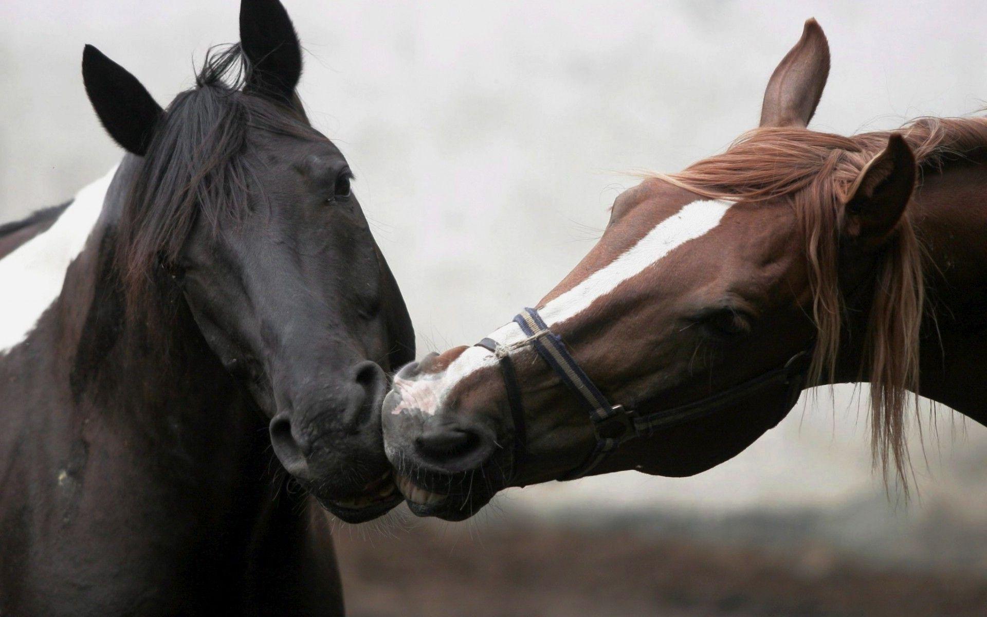 Horse Love Wallpapers - Top Free Horse Love Backgrounds - WallpaperAccess