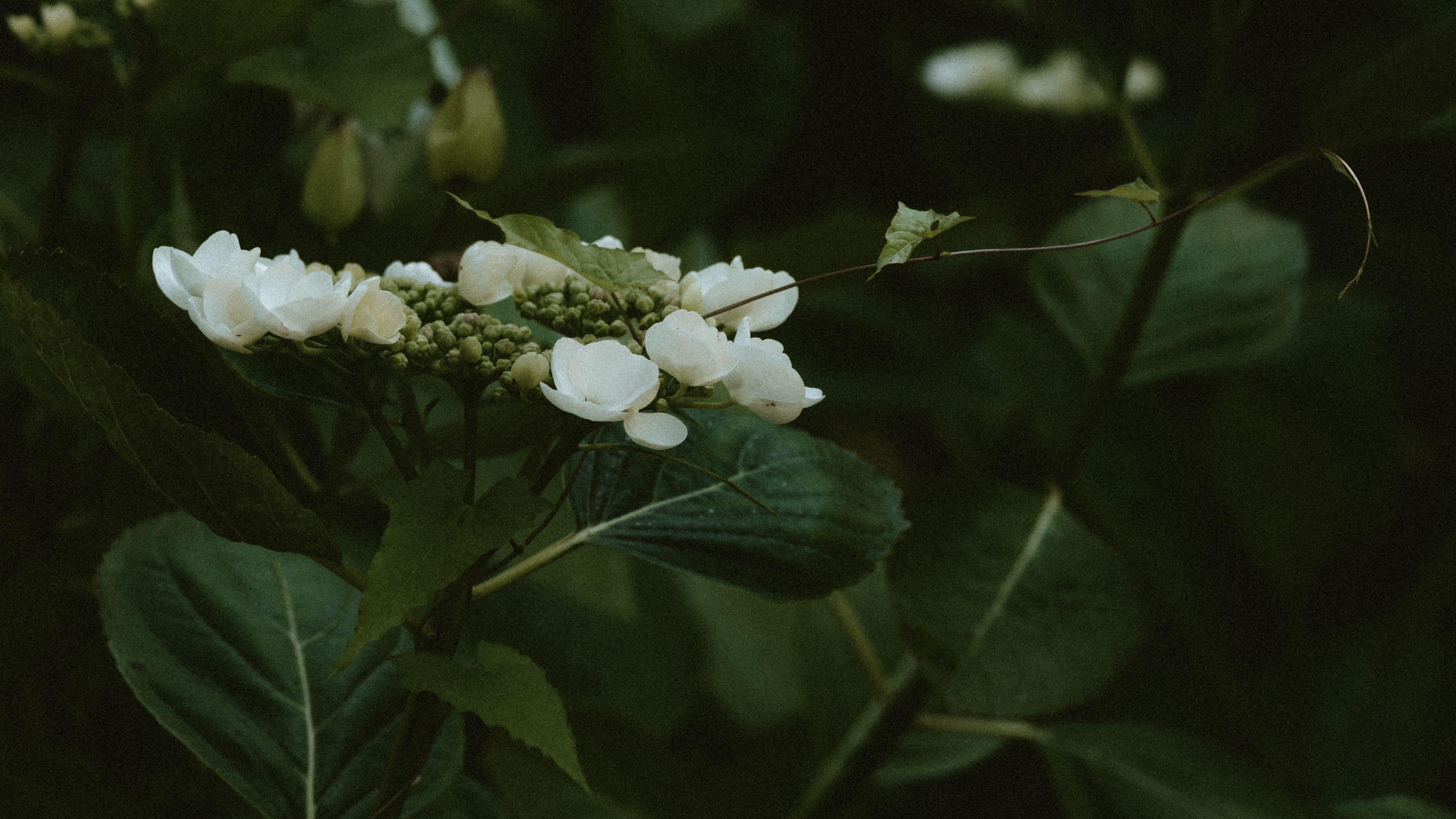 Jasmine Flower HD Wallpapers - Top Free Jasmine Flower HD Backgrounds ...