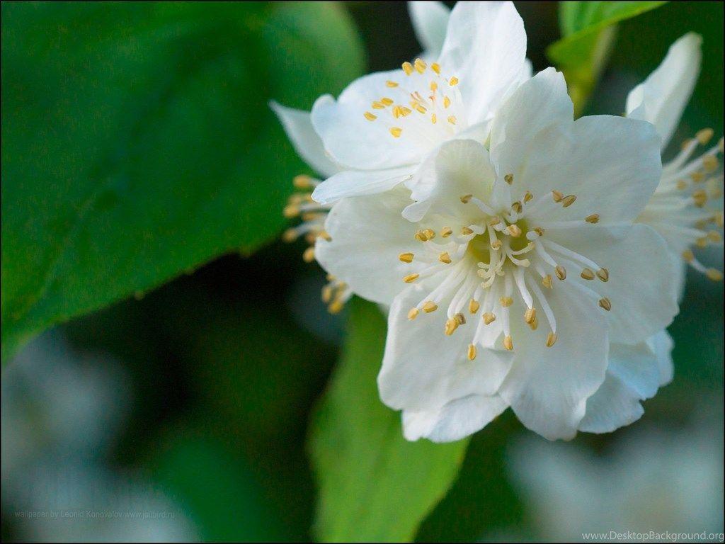 Jasmine Flower HD Wallpapers - Top Free Jasmine Flower HD Backgrounds ...