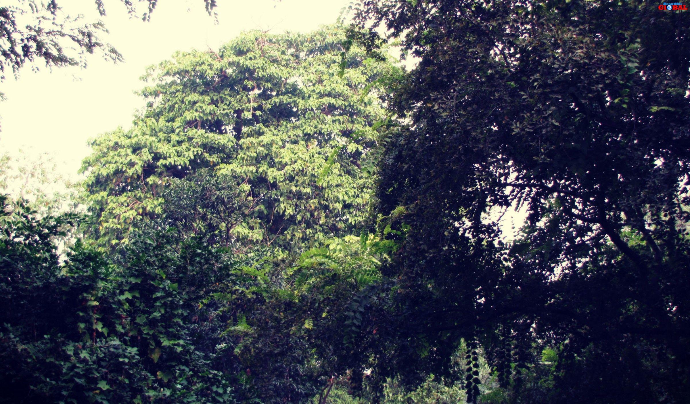 Pure Nature Wallpapers - Top Free Pure Nature Backgrounds - WallpaperAccess