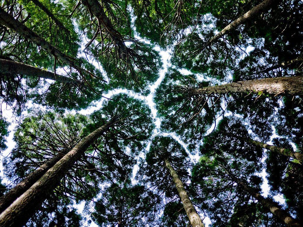 Crown Shyness Wallpapers - Top Free Crown Shyness Backgrounds ...