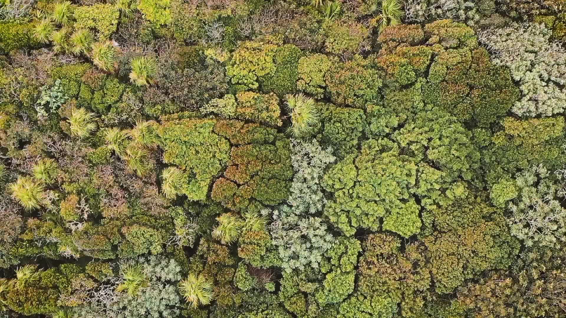 Crown Shyness Wallpapers - Top Free Crown Shyness Backgrounds ...