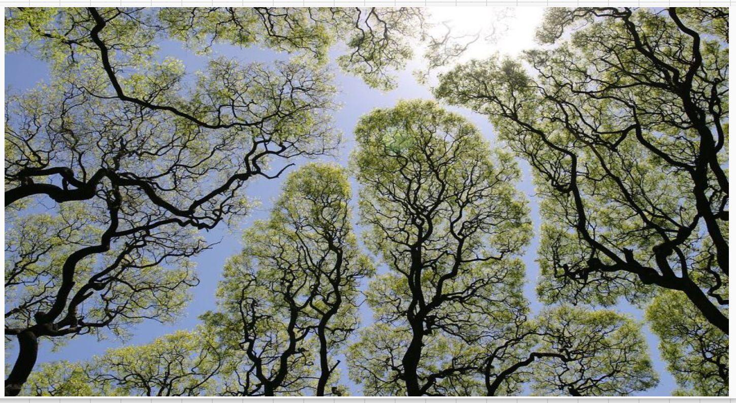 Crown Shyness Wallpapers - Top Free Crown Shyness Backgrounds ...