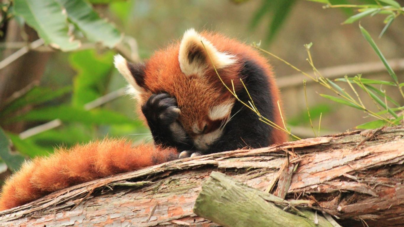 Cute Red Panda Wallpapers - Top Free Cute Red Panda Backgrounds ...