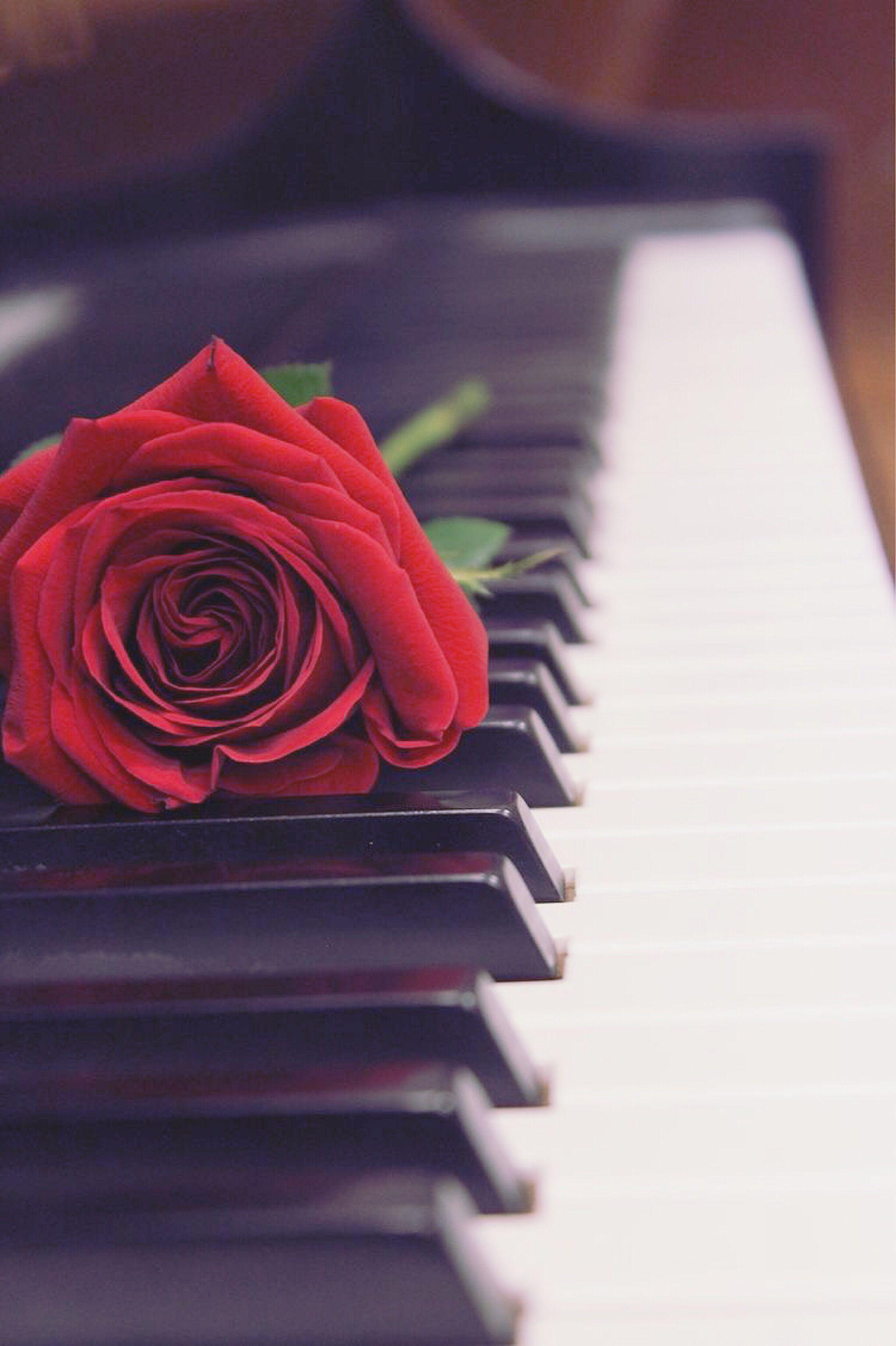 Cute Piano Wallpapers - Top Free Cute Piano Backgrounds - WallpaperAccess