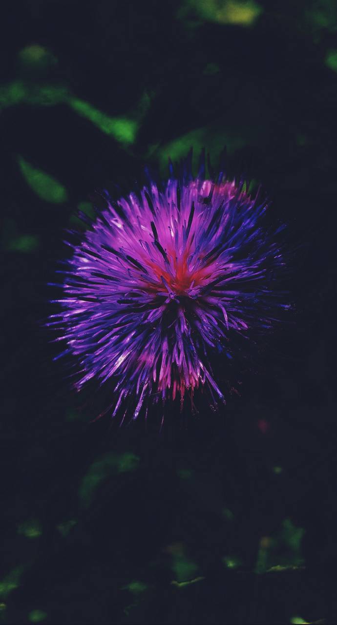 Psychedelic Flowers Wallpapers - Top Free Psychedelic Flowers ...