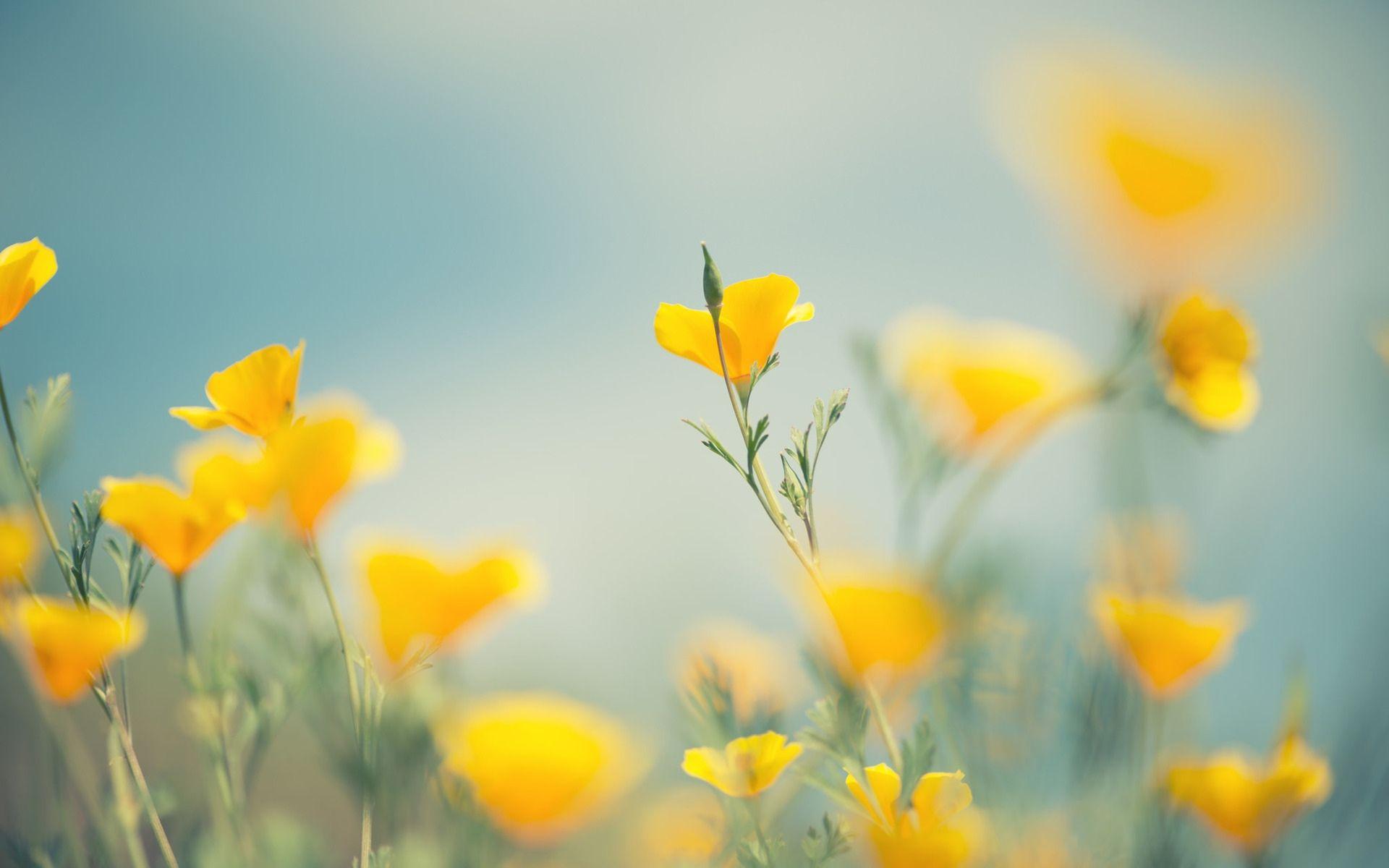 Yellow PC Wallpapers - Top Free Yellow PC Backgrounds - WallpaperAccess