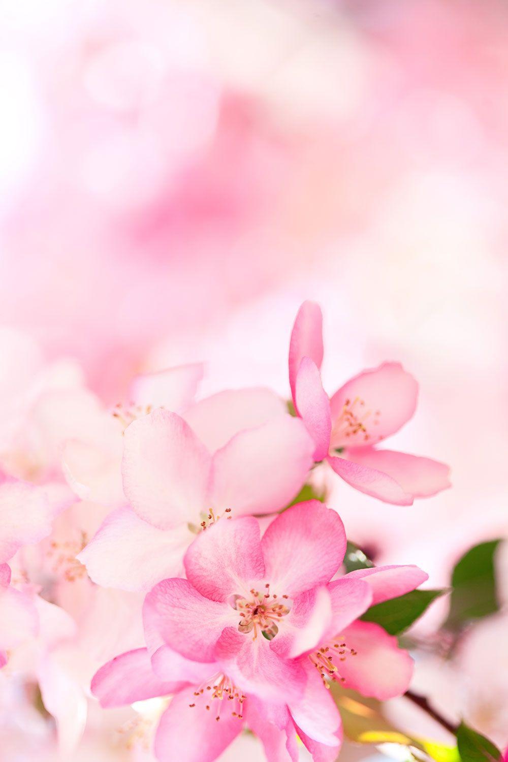 Flowers Vertical Wallpapers - Top Free Flowers Vertical Backgrounds ...