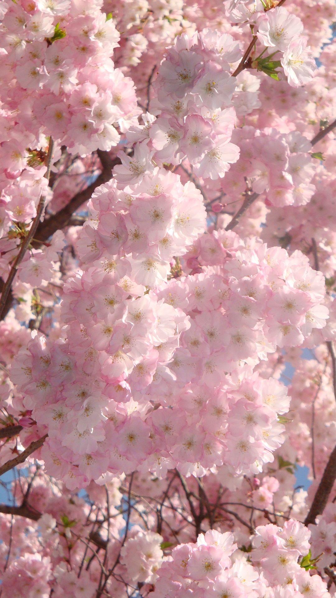 Flowers Vertical Wallpapers - Top Free Flowers Vertical Backgrounds ...