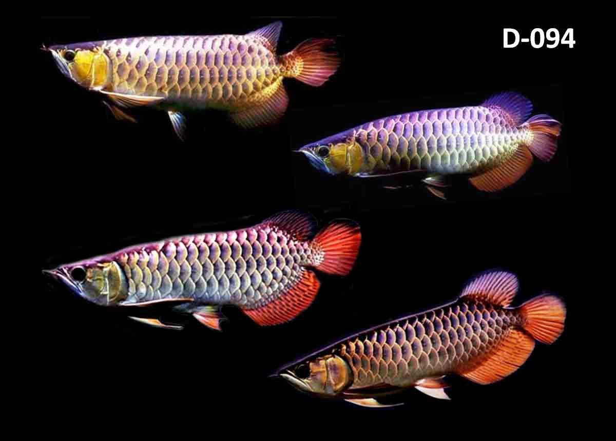 Arwana Wallpapers - Top Free Arwana Backgrounds - WallpaperAccess