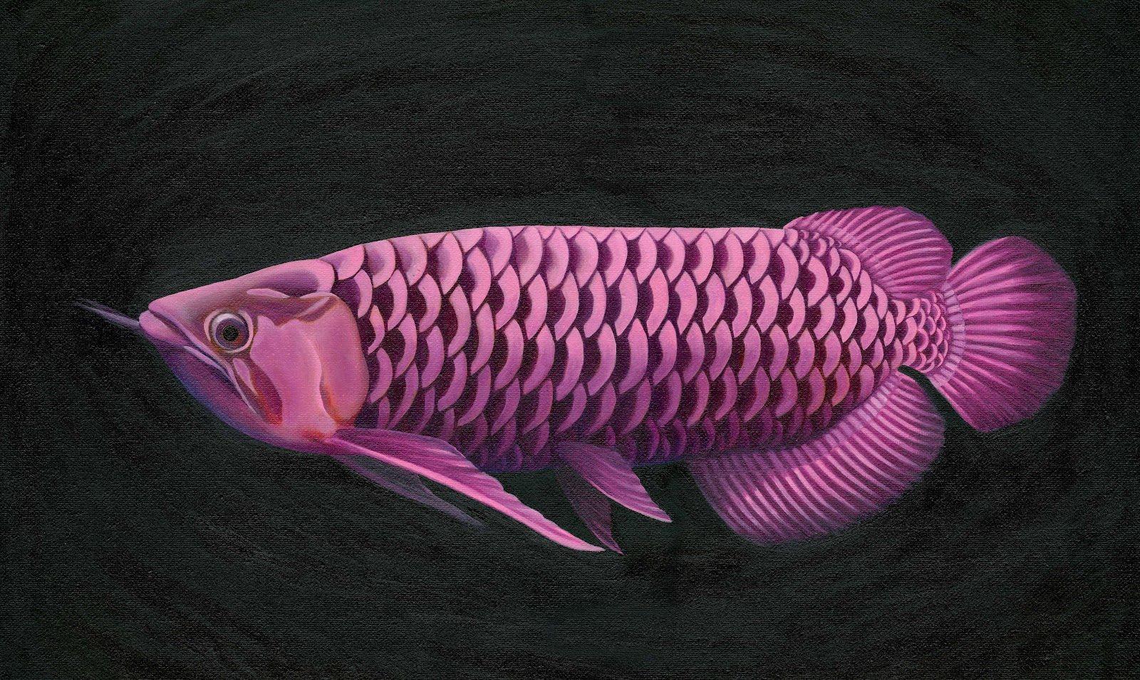 Arwana Wallpapers - Top Free Arwana Backgrounds - WallpaperAccess