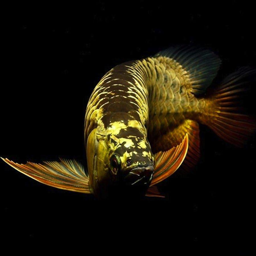 Arwana Wallpapers - Top Free Arwana Backgrounds - WallpaperAccess