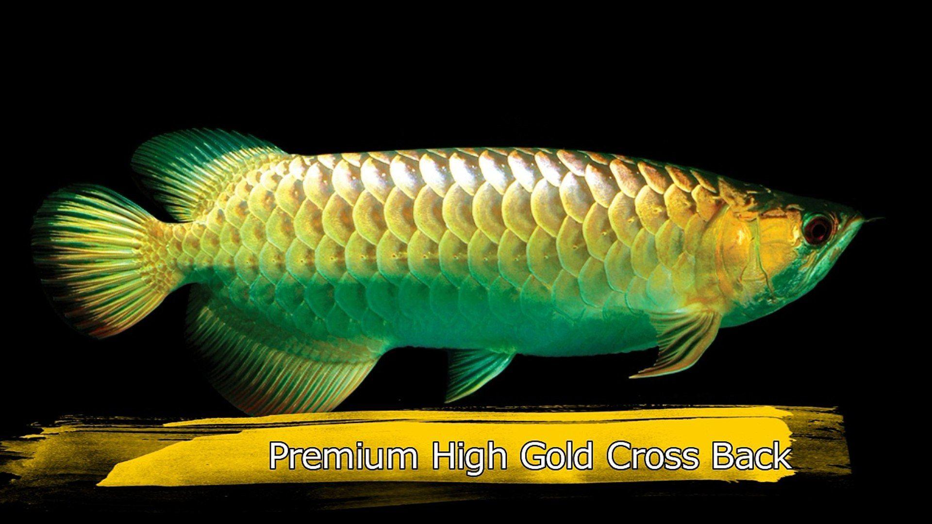 Arwana Wallpapers - Top Free Arwana Backgrounds - WallpaperAccess