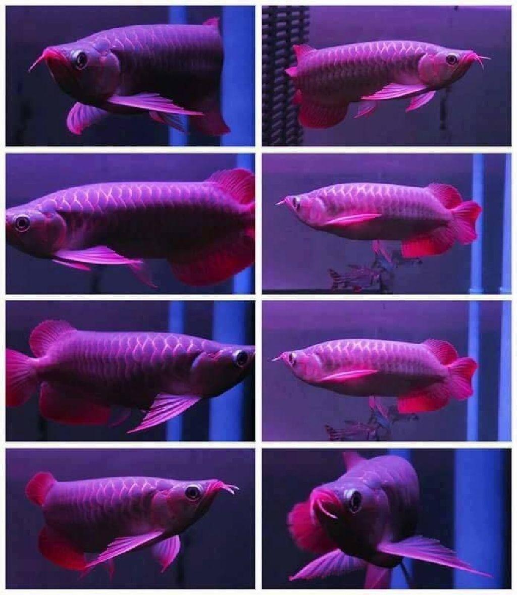 Arwana Wallpapers - Top Free Arwana Backgrounds - WallpaperAccess