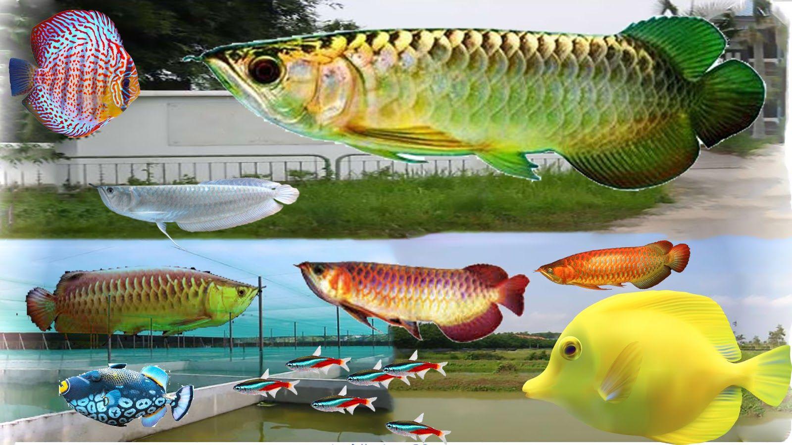 Arwana Wallpapers - Top Free Arwana Backgrounds - WallpaperAccess