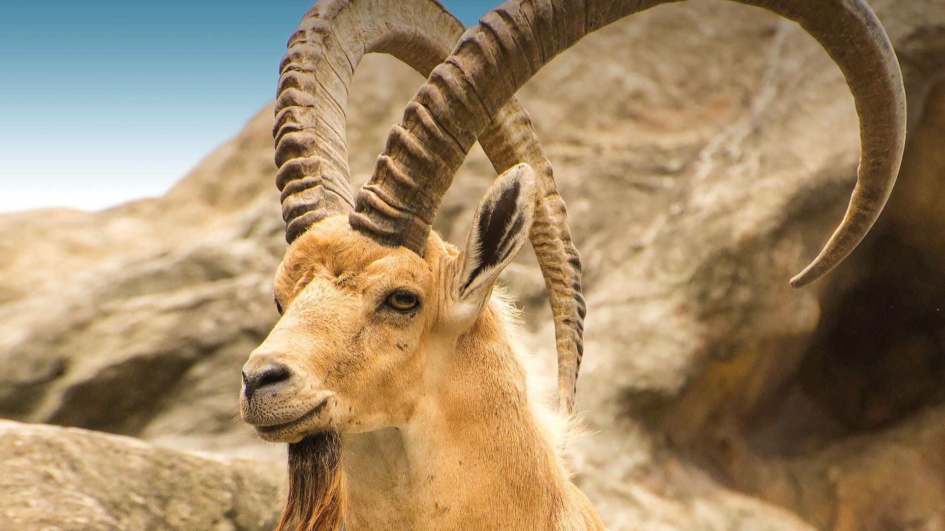 Ibex Wallpapers - Top Free Ibex Backgrounds - WallpaperAccess