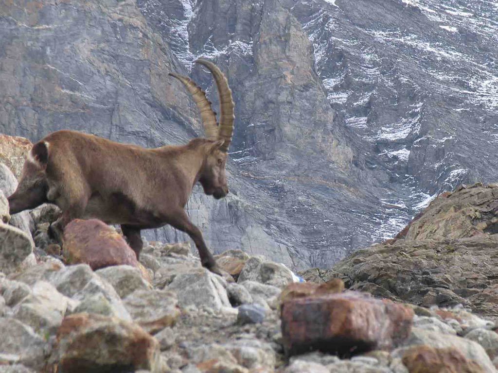 Ibex Wallpapers - Top Free Ibex Backgrounds - WallpaperAccess