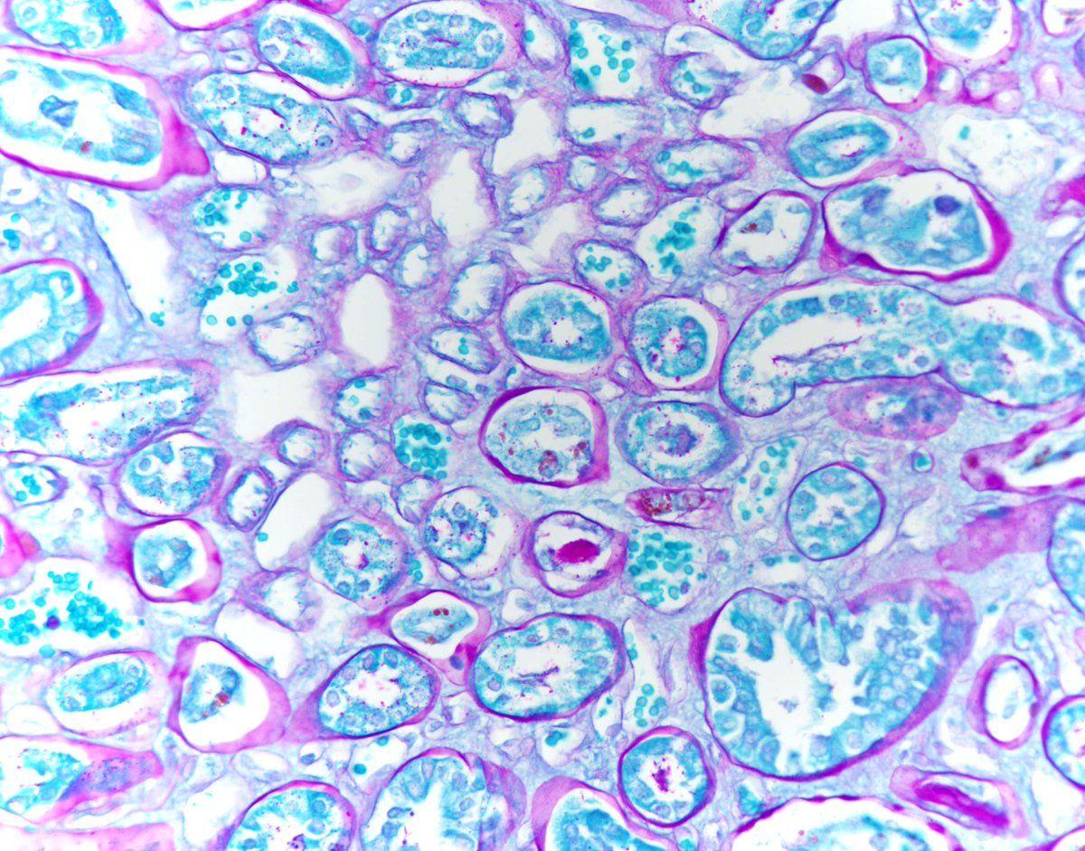 Histology Wallpapers - Top Free Histology Backgrounds - WallpaperAccess