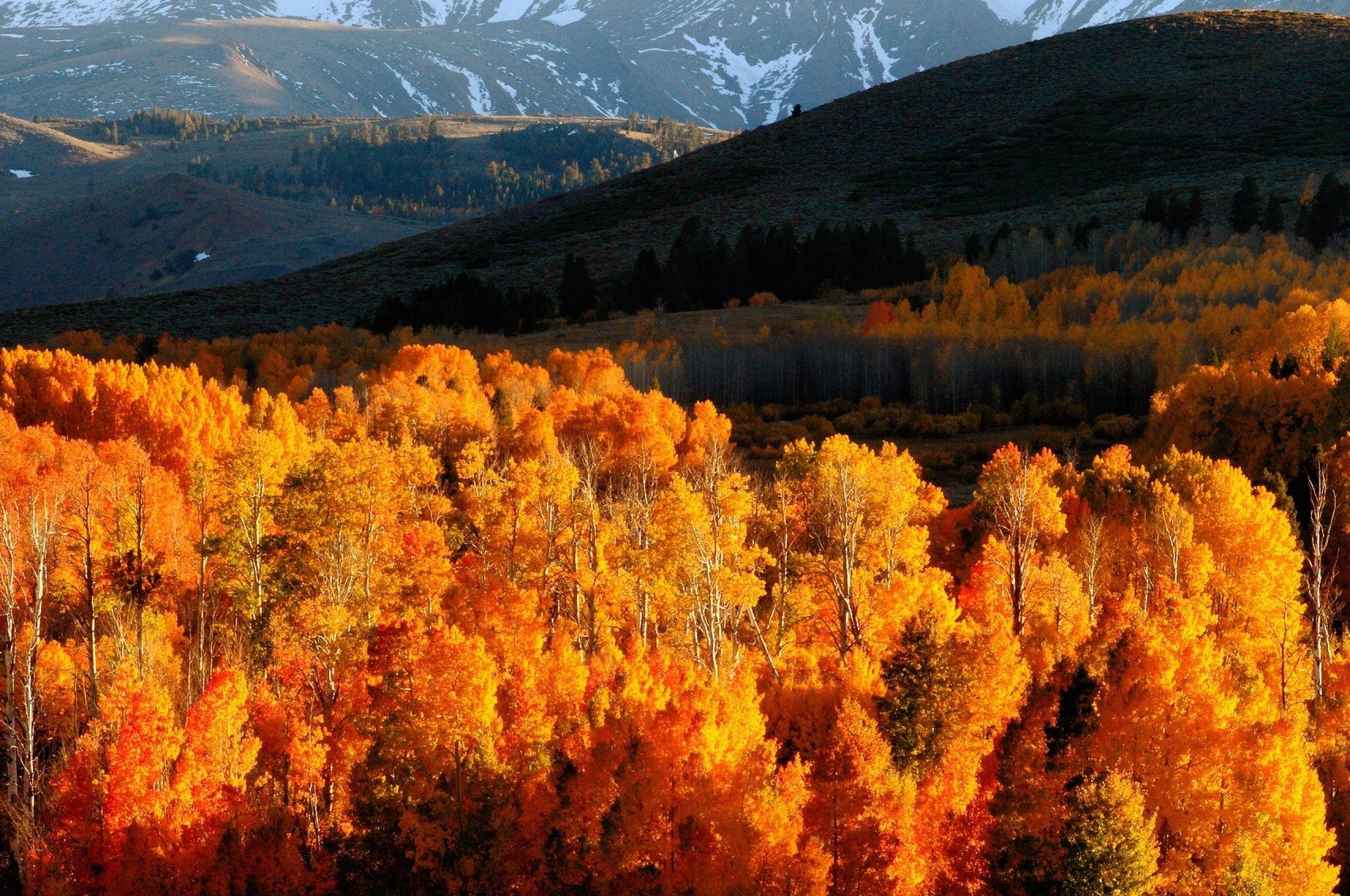 Forest Hills Wallpapers - Top Free Forest Hills Backgrounds ...
