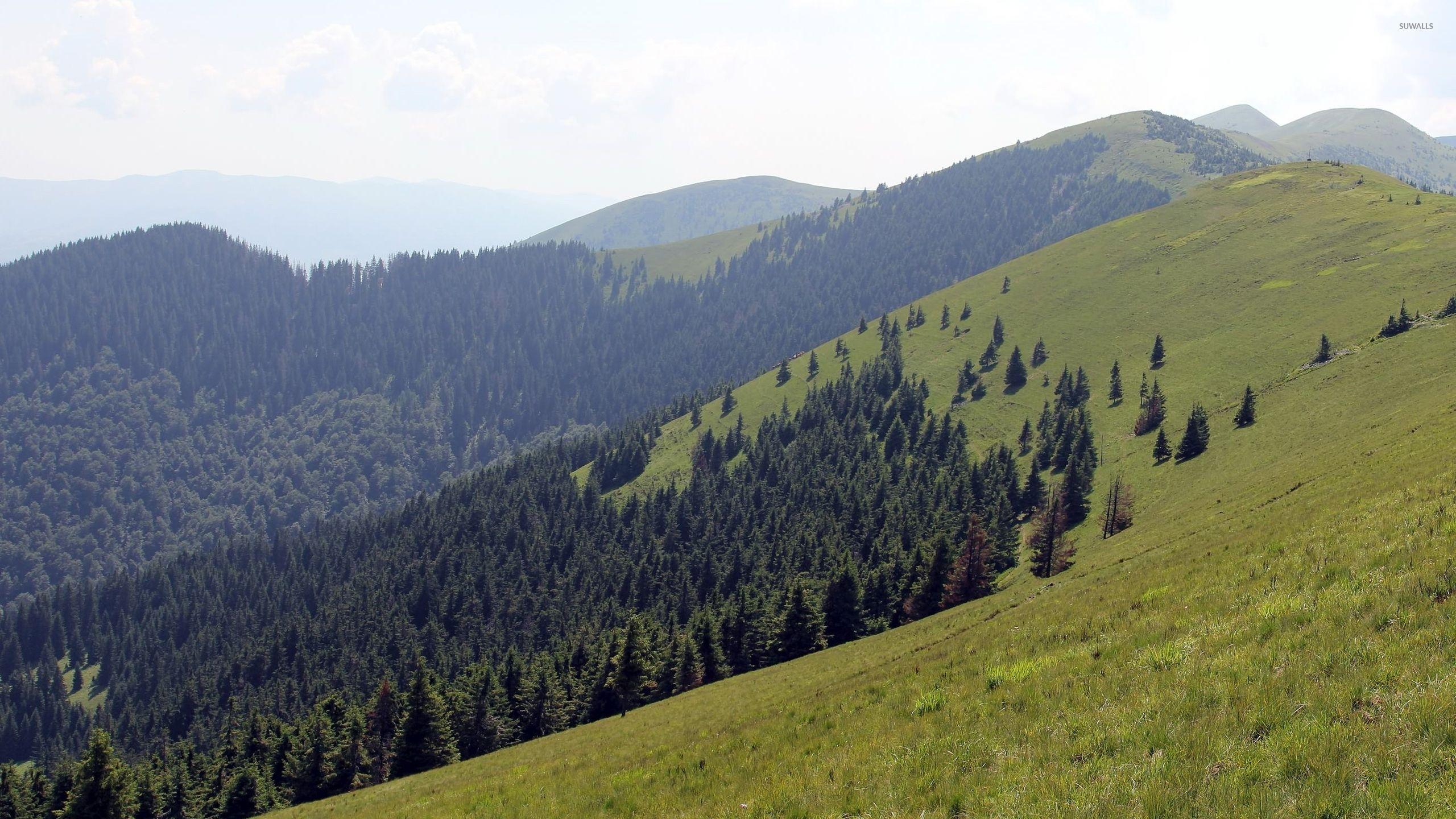 Forest Hills Wallpapers - Top Free Forest Hills Backgrounds ...