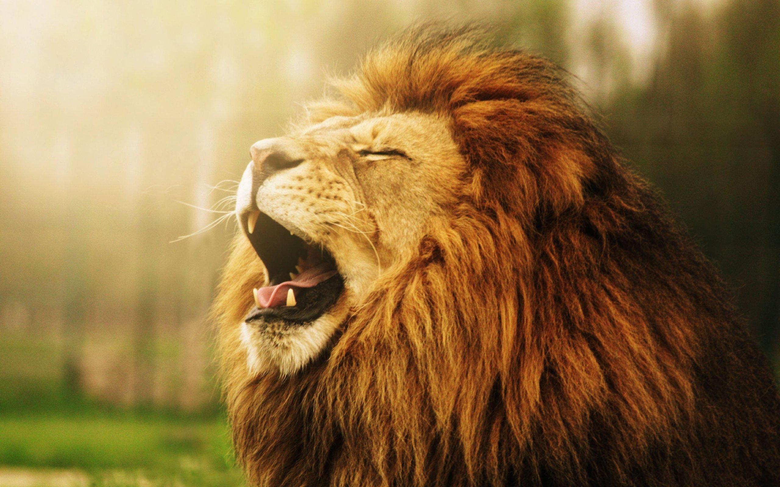 Lion Roaring 4K Ultra HD Wallpapers - Top Free Lion Roaring 4K Ultra HD ...