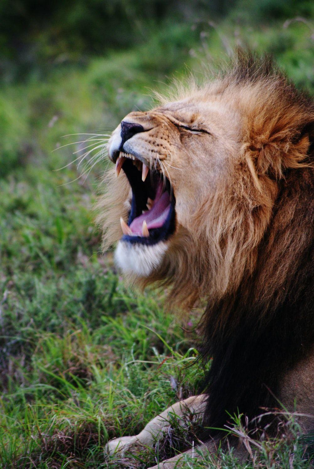 Lion Roaring 4K Ultra HD Wallpapers - Top Free Lion Roaring 4K Ultra HD ...