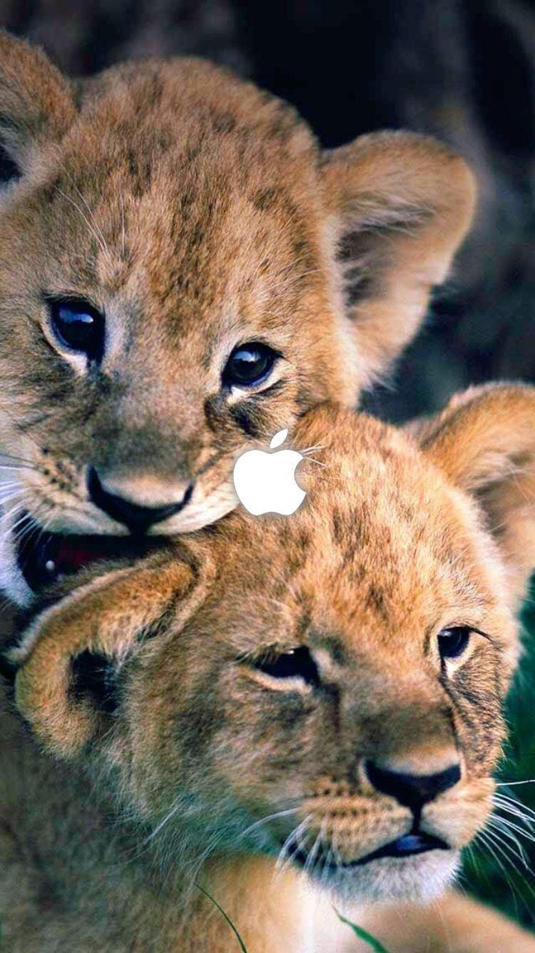 Cute Lion iPhone Wallpapers - Top Free Cute Lion iPhone Backgrounds ...