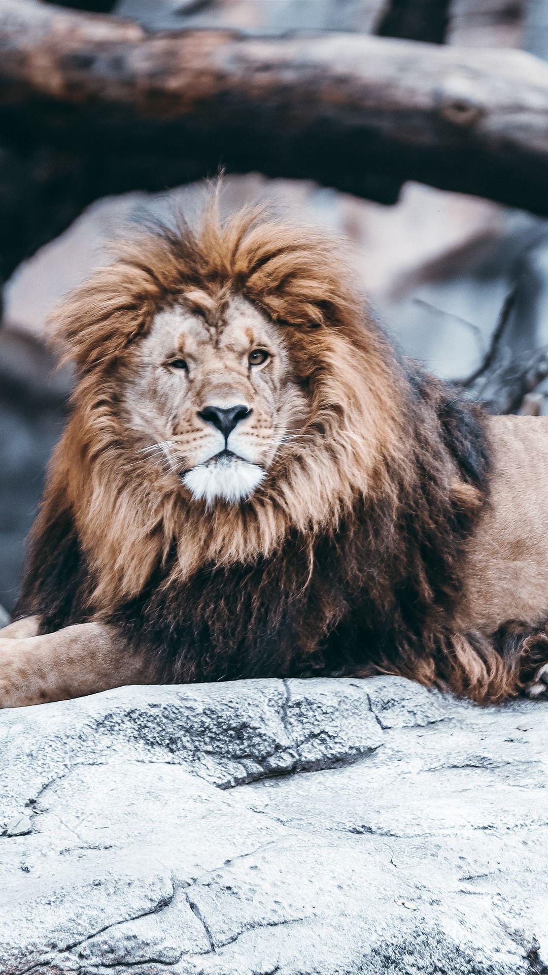 Cute Lion iPhone Wallpapers - Top Free Cute Lion iPhone Backgrounds ...