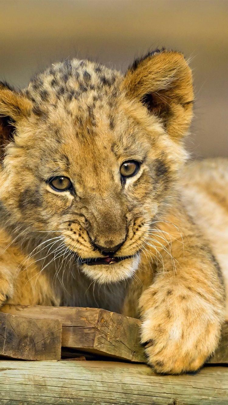 Cute Lion iPhone Wallpapers - Top Free Cute Lion iPhone Backgrounds ...