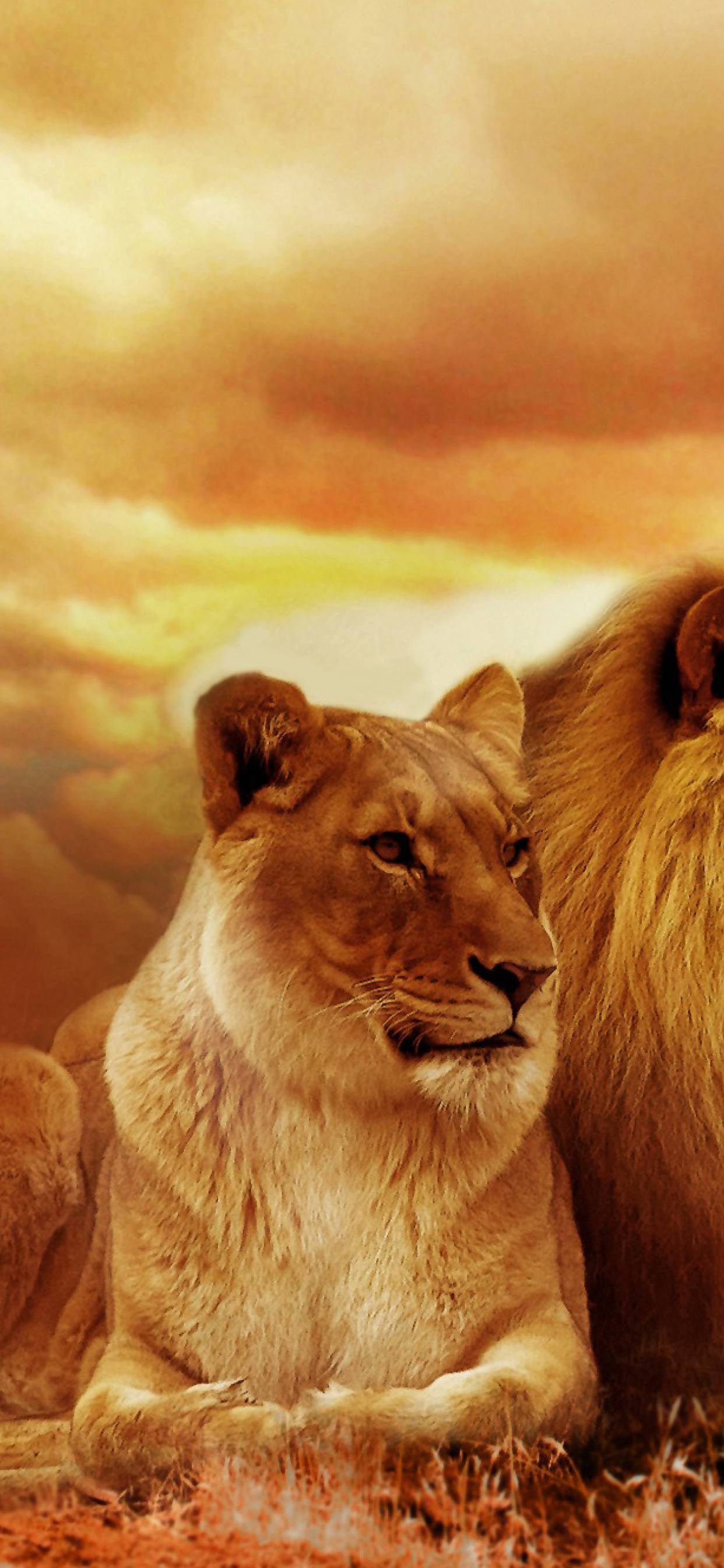 Cute Lion iPhone Wallpapers - Top Free Cute Lion iPhone Backgrounds ...