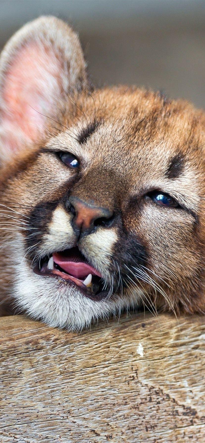 Cute Lion iPhone Wallpapers - Top Free Cute Lion iPhone Backgrounds ...