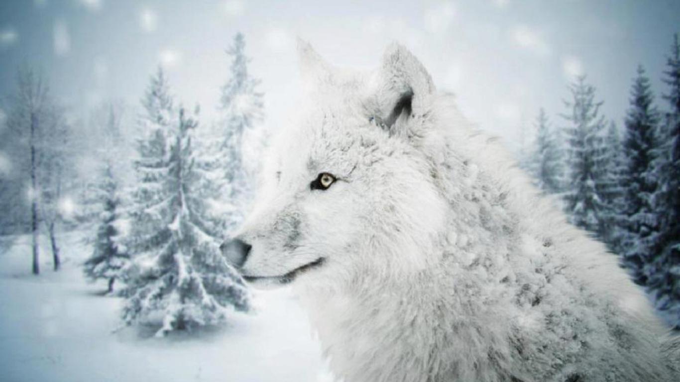 Winter Wolf Wallpapers - Top Free Winter Wolf Backgrounds - WallpaperAccess