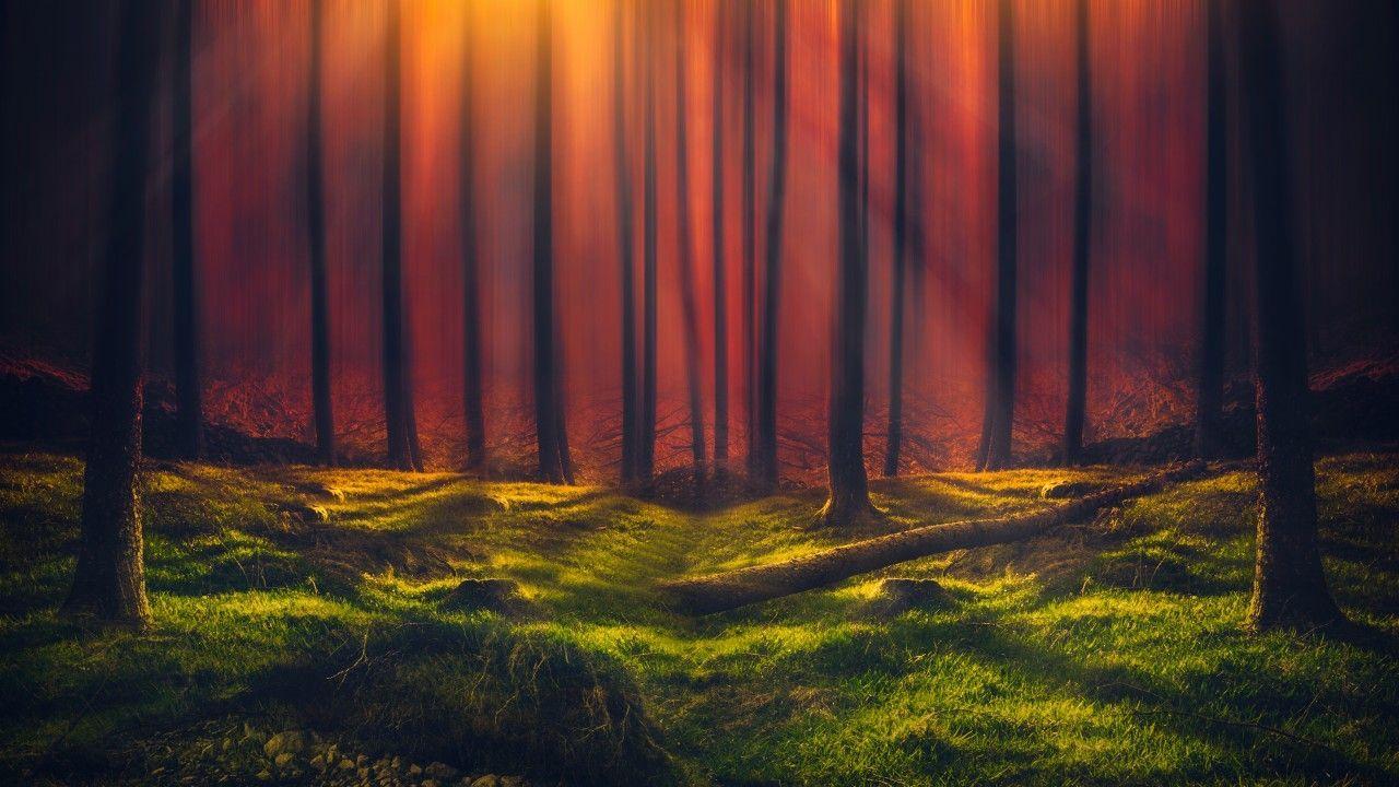 Beach Forest Wallpapers - Top Free Beach Forest Backgrounds ...