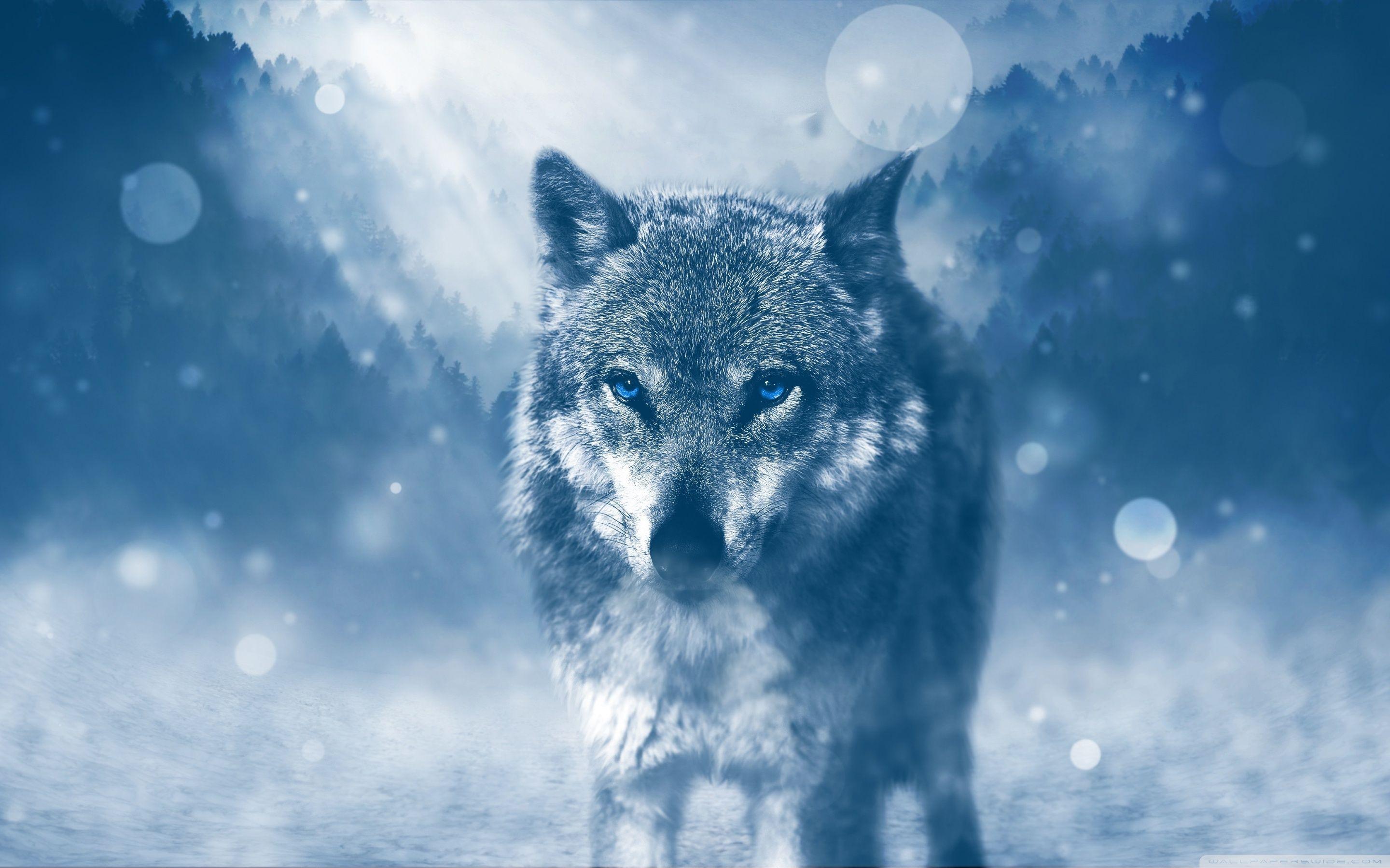 Winter Wolf Wallpapers - Top Free Winter Wolf Backgrounds - WallpaperAccess
