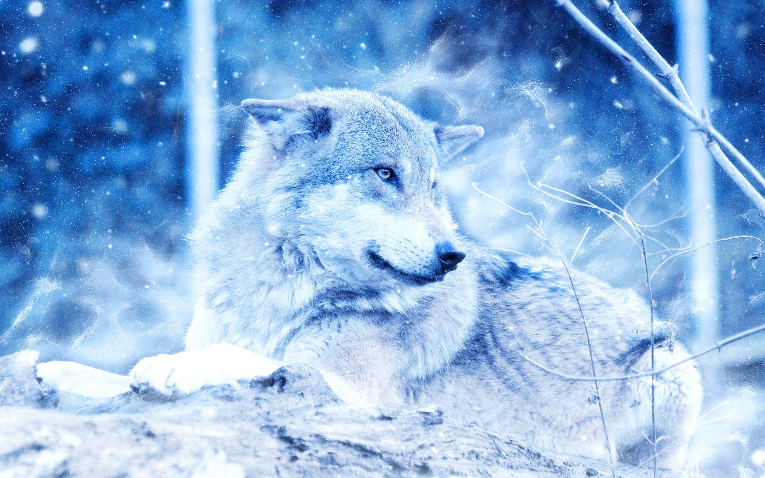 Winter Wolf Wallpapers - Top Free Winter Wolf Backgrounds - WallpaperAccess