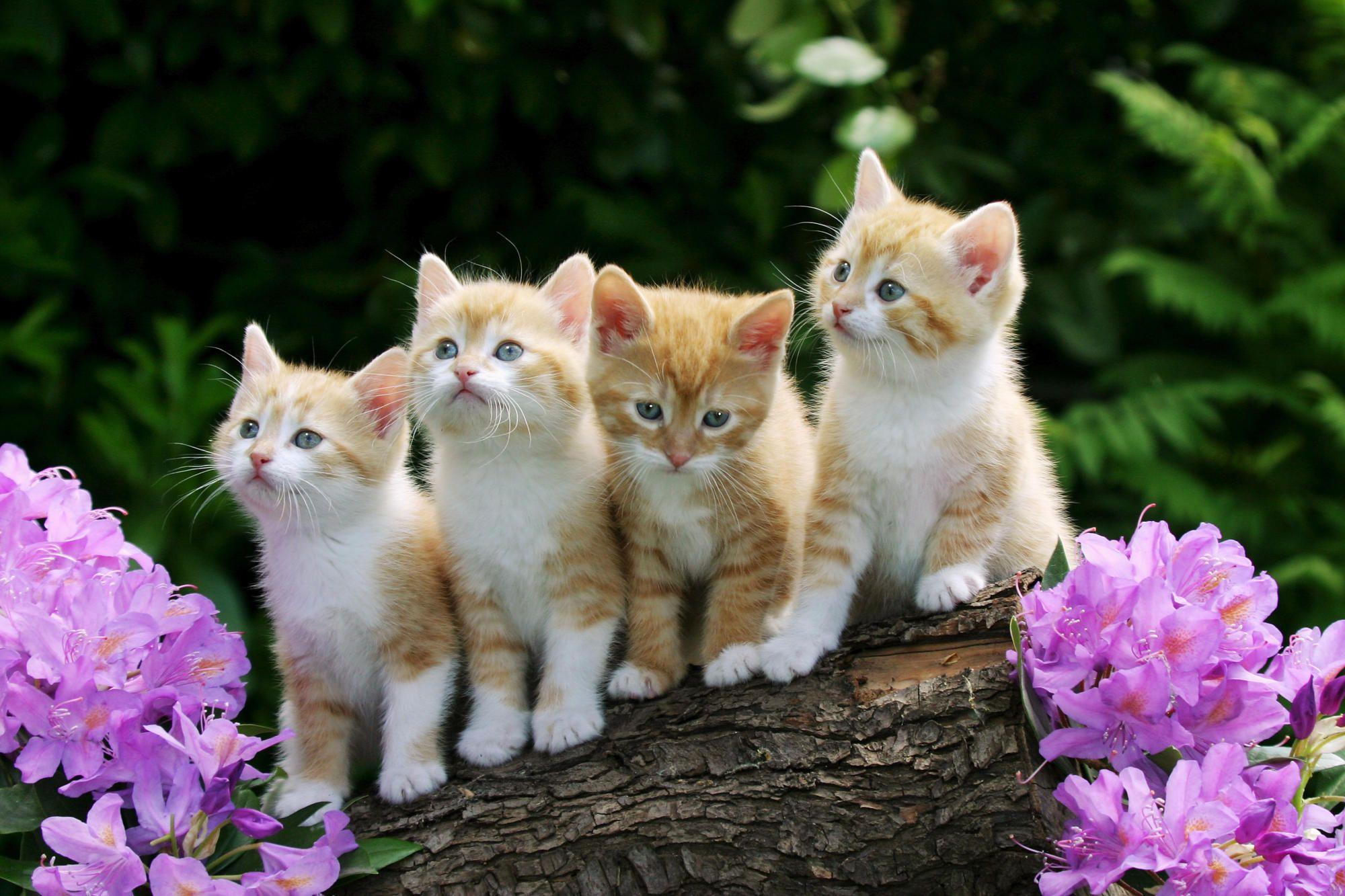 Cute Baby Kitten HD Wallpapers - Top Free Cute Baby Kitten HD Backgrounds - WallpaperAccess