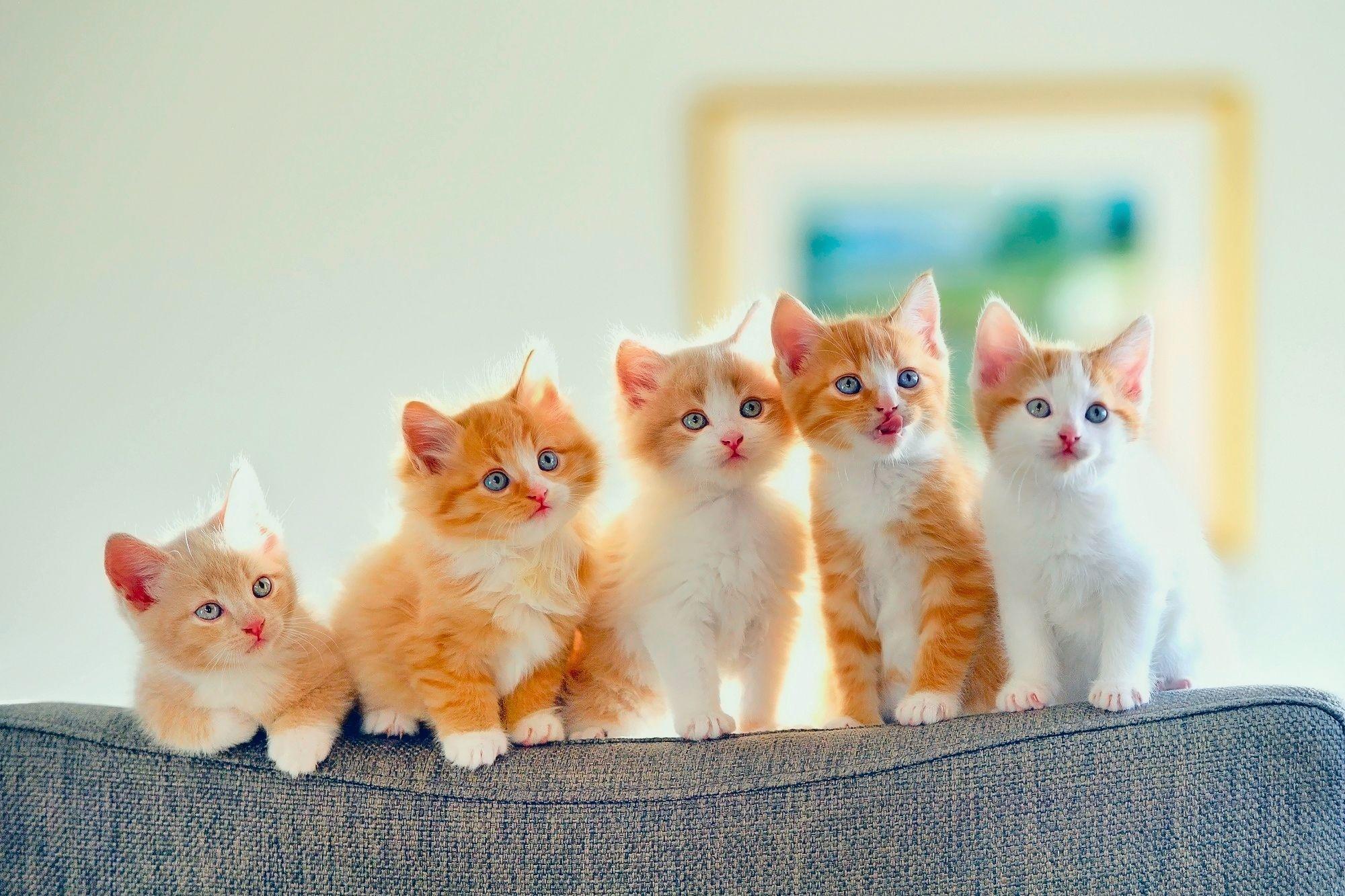 Cute Baby Kitten HD Wallpapers - Top Free Cute Baby Kitten HD Backgrounds - WallpaperAccess