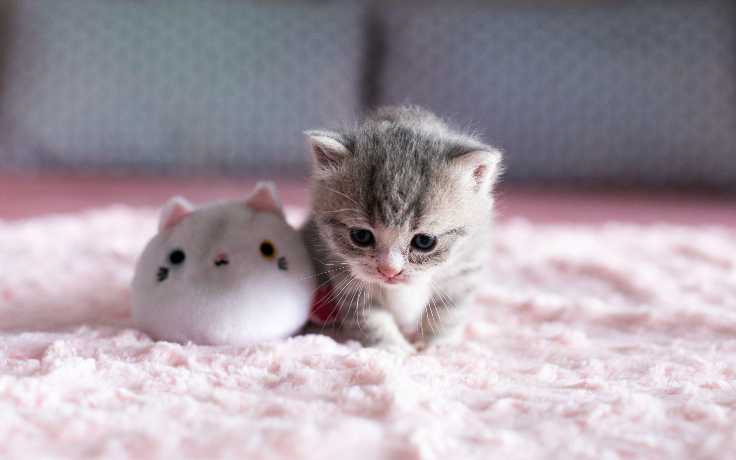 Cute Baby Kitten HD Wallpapers - Top Free Cute Baby Kitten HD Backgrounds - WallpaperAccess
