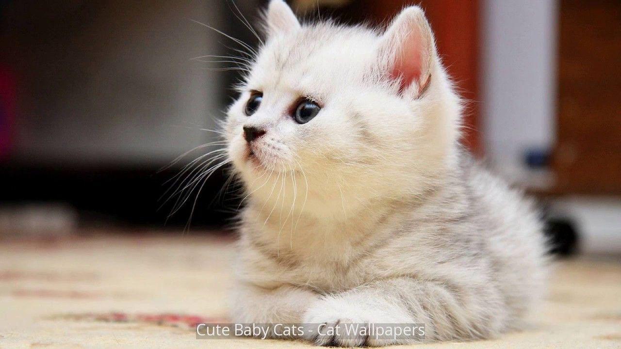 Cute Baby Kitten HD Wallpapers - Top Free Cute Baby Kitten HD Backgrounds - WallpaperAccess