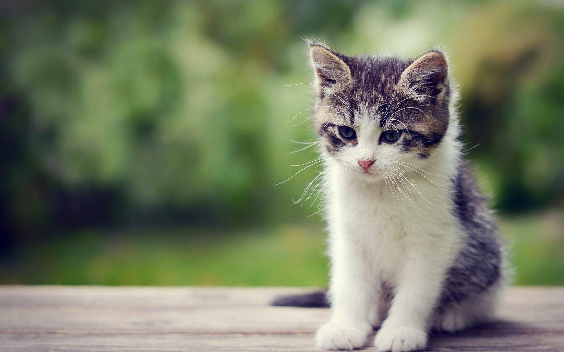 Cute Baby Kitten HD Wallpapers - Top Free Cute Baby Kitten HD Backgrounds - WallpaperAccess
