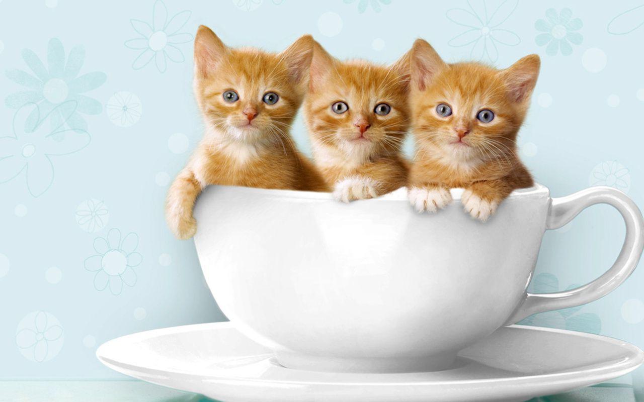 Cute Baby Kitten HD Wallpapers - Top Free Cute Baby Kitten HD Backgrounds - WallpaperAccess