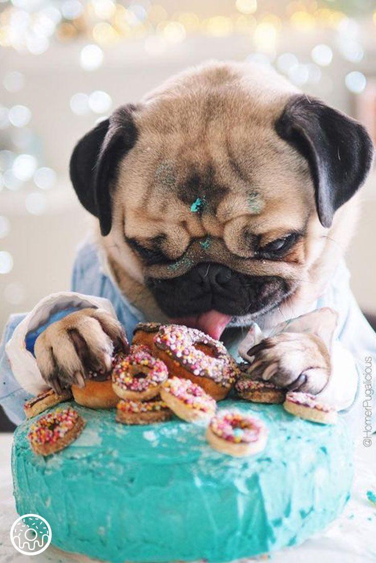 Donut Pug Wallpapers - Top Free Donut Pug Backgrounds - WallpaperAccess