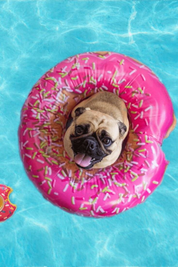 Donut Pug Wallpapers - Top Free Donut Pug Backgrounds - WallpaperAccess