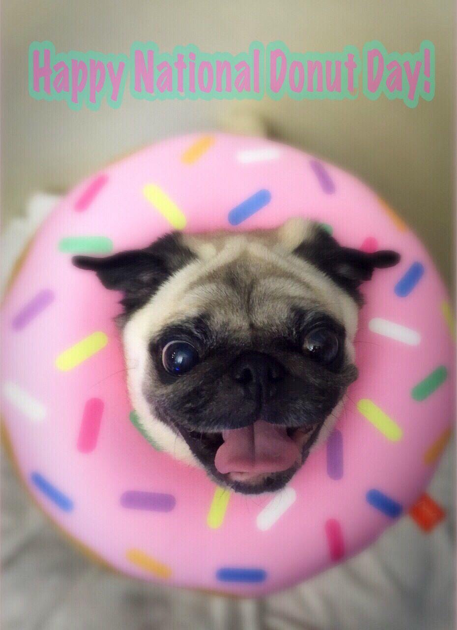 Donut Pug Wallpapers - Top Free Donut Pug Backgrounds - WallpaperAccess