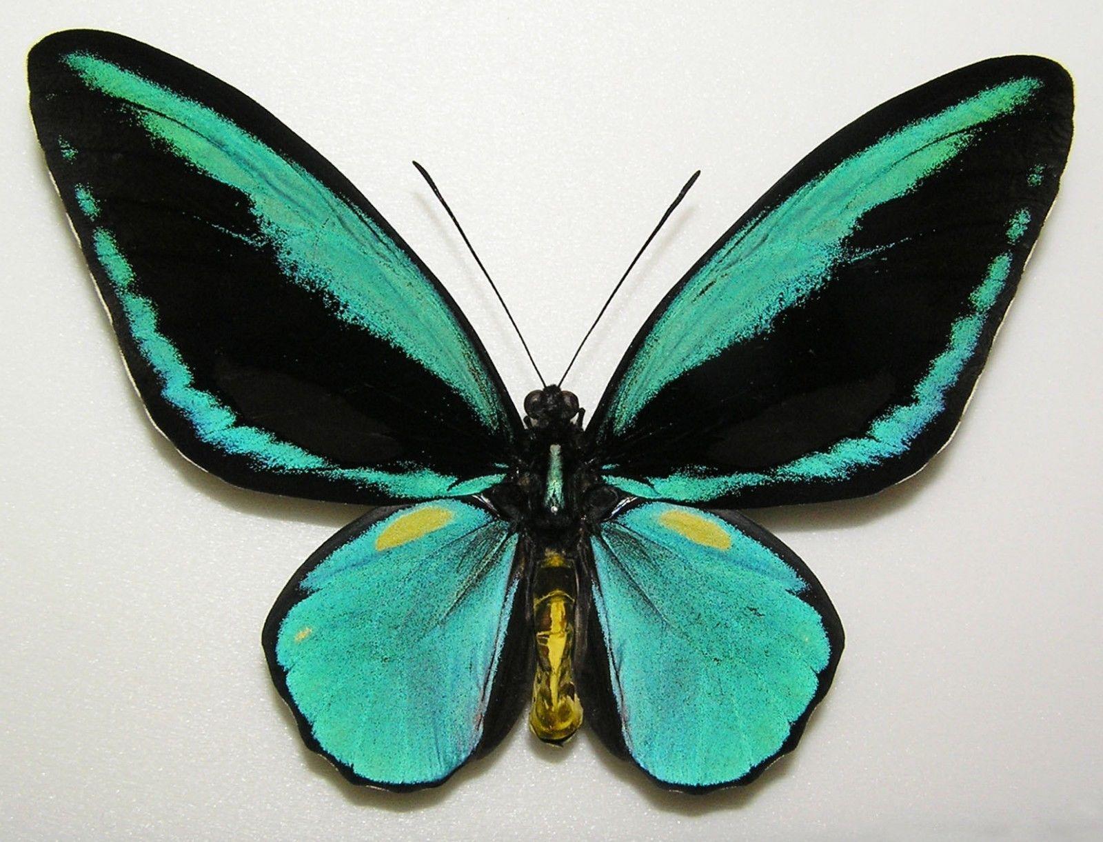 Exotic Butterflies Wallpapers - Top Free Exotic Butterflies Backgrounds ...