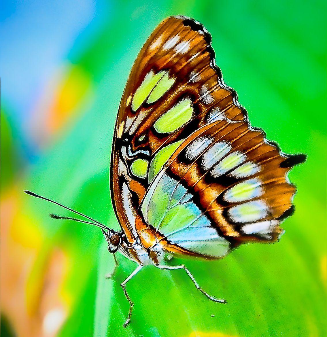Exotic Butterflies Wallpapers - Top Free Exotic Butterflies Backgrounds ...